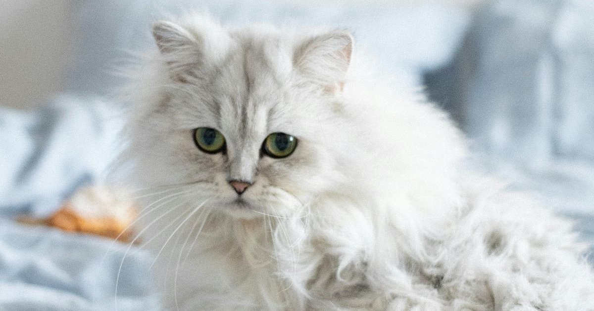 Jenis Kucing yang Sering Jadi Peliharaan dan Punya Ciri Khas Lucu ...