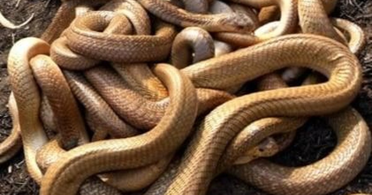 Curhat Istri Sah Mimpi Ular Sampai Dua Kali, Ternyata Pertanda Suami Selingkuh dengan Teman Kantor