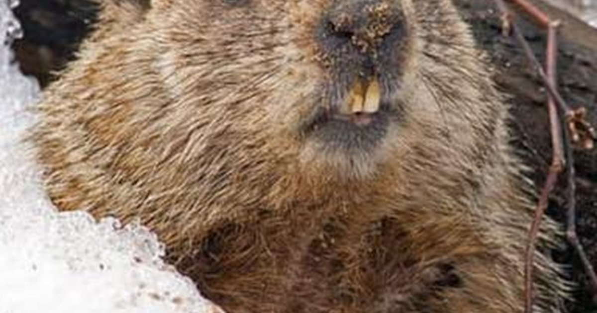 Tak Hanya Beruang, Deretan Hewan Ini Ternyata Juga Lakukan Hibernasi