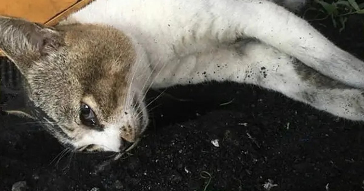 Misterius, 100 Bangkai Kucing Ditemukan di Rumah Seorang Staf ...