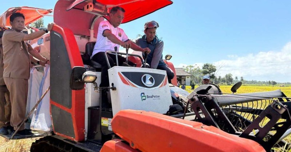 Tahukah Anda? Peningkatan Panen Padi Sidrap Capai 100 Ribu Ton, Ini Rahasia Suksesnya! - merdeka.com