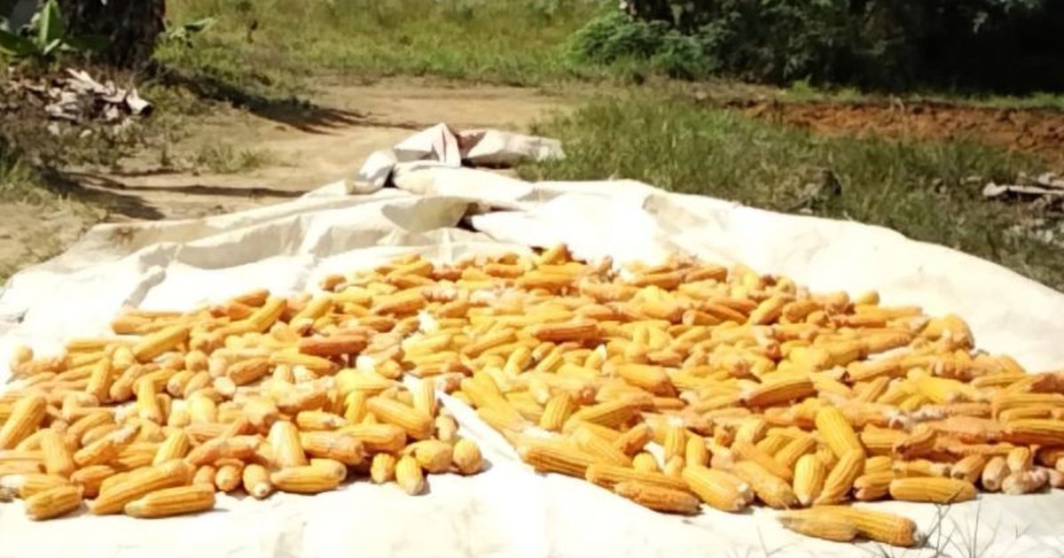 Fakta Unik Jagung Pipil: Solusi Ganda Kemandirian Pangan dan Pakan ...