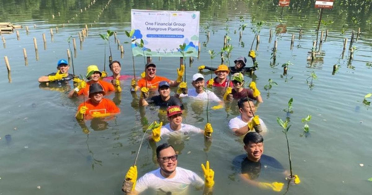 Tahukah Anda? Zurich Tanam Mangrove di 6 Kota Besar, Targetkan 1.500 ...
