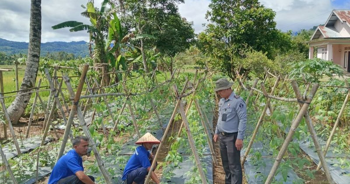 Fakta Unik: Lapas Talu Sulap Lahan Tidur Jadi Kebun Produktif, Warga ...