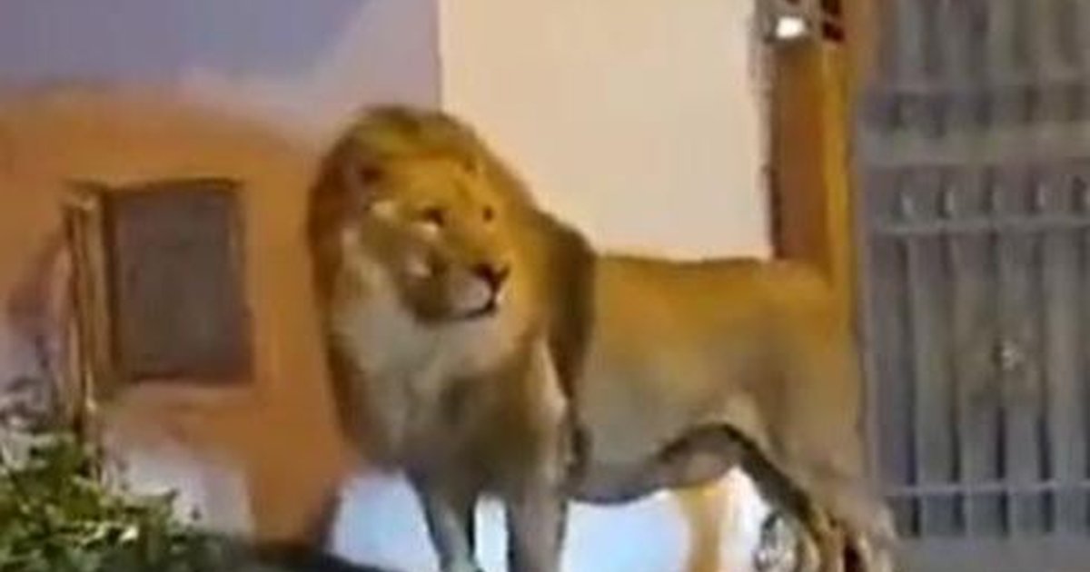 Singa Sirkus Kabur dari Kandangnya, Bikin Seisi Kota di Italia Geger ...