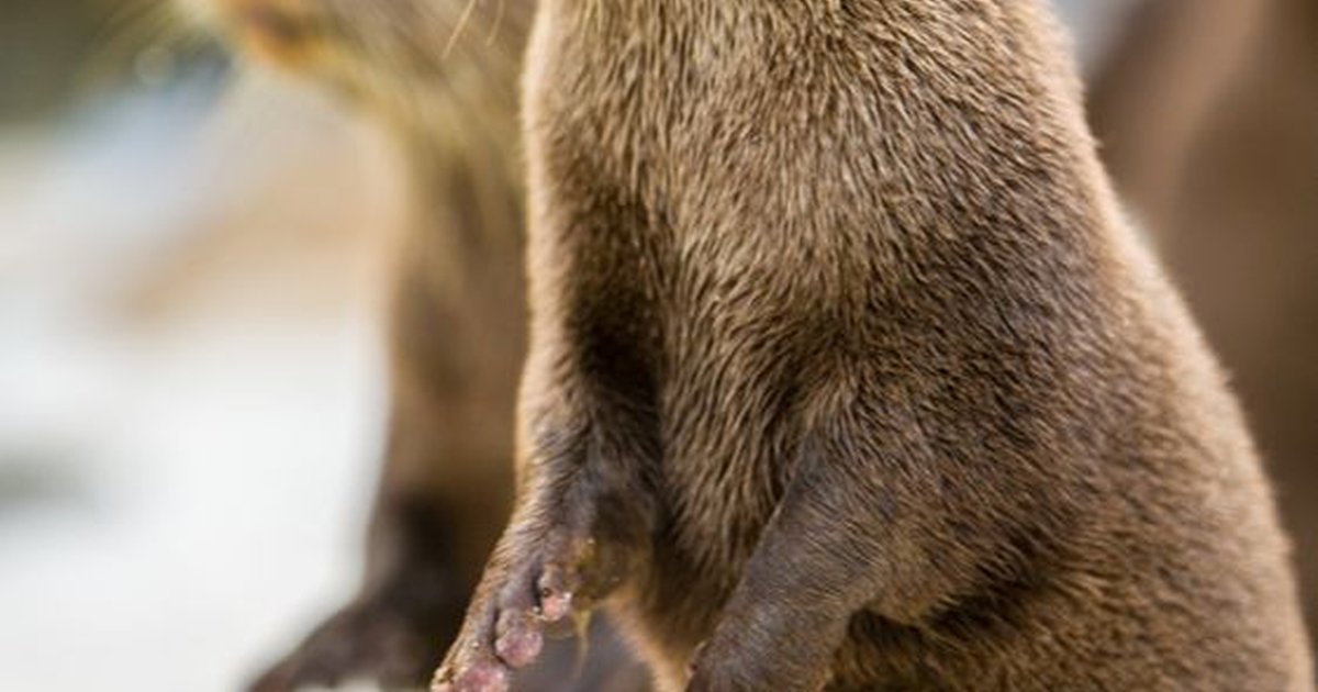 Fakta Otter Hewan Lucu yang Hobi Main - merdeka.com