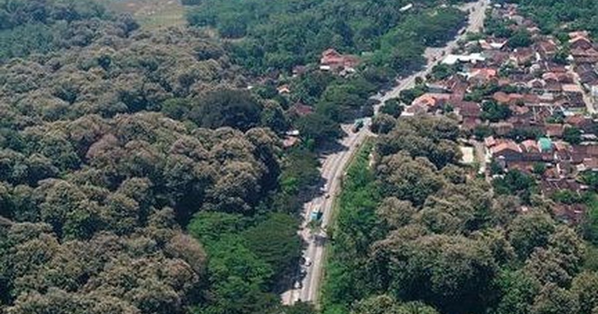 Mengenal Alas Roban, Kawasan Hutan di Jawa Tengah yang Terkenal Angker ...