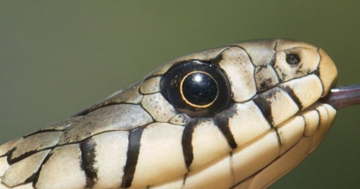 Lagi Asik BAB, Ada King Cobra Keluar dari Lubang Air Kamar Mandi - merdeka.com