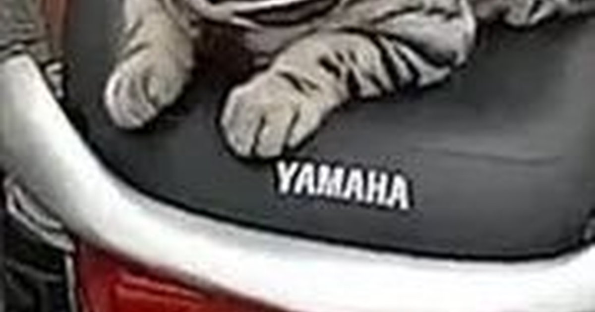 Kelakuan di Luar Nalar Kucing Naik Motor, Ekspresinya Bikin Tersenyum ...