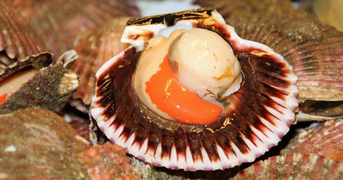 9 Manfaat Kerang Simping untuk Kesehatan, Turunkan Risiko Stroke ...