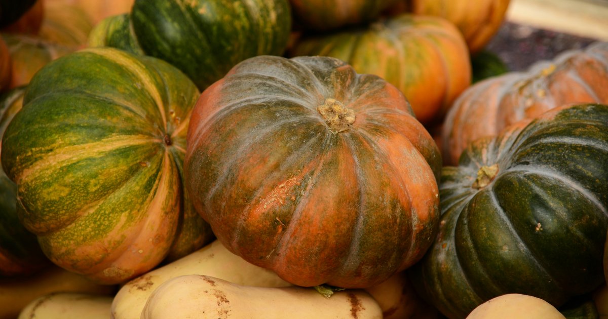 Mengenal 3 Jenis Labu yang Jarang Orang Tahu Namanya, dari Labu Parang ...