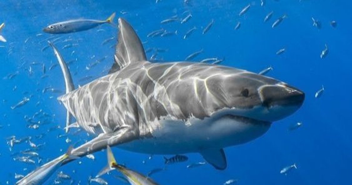 10 Jenis Hiu Laut Dalam, Tak Pernah ke Permukaan dan Sangat Primitif ...