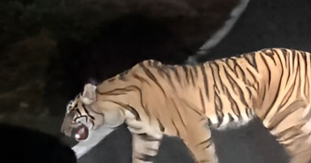 Lewati Kawasan Hutan Lindung, Pengendara Mobil Jumpai Harimau ...