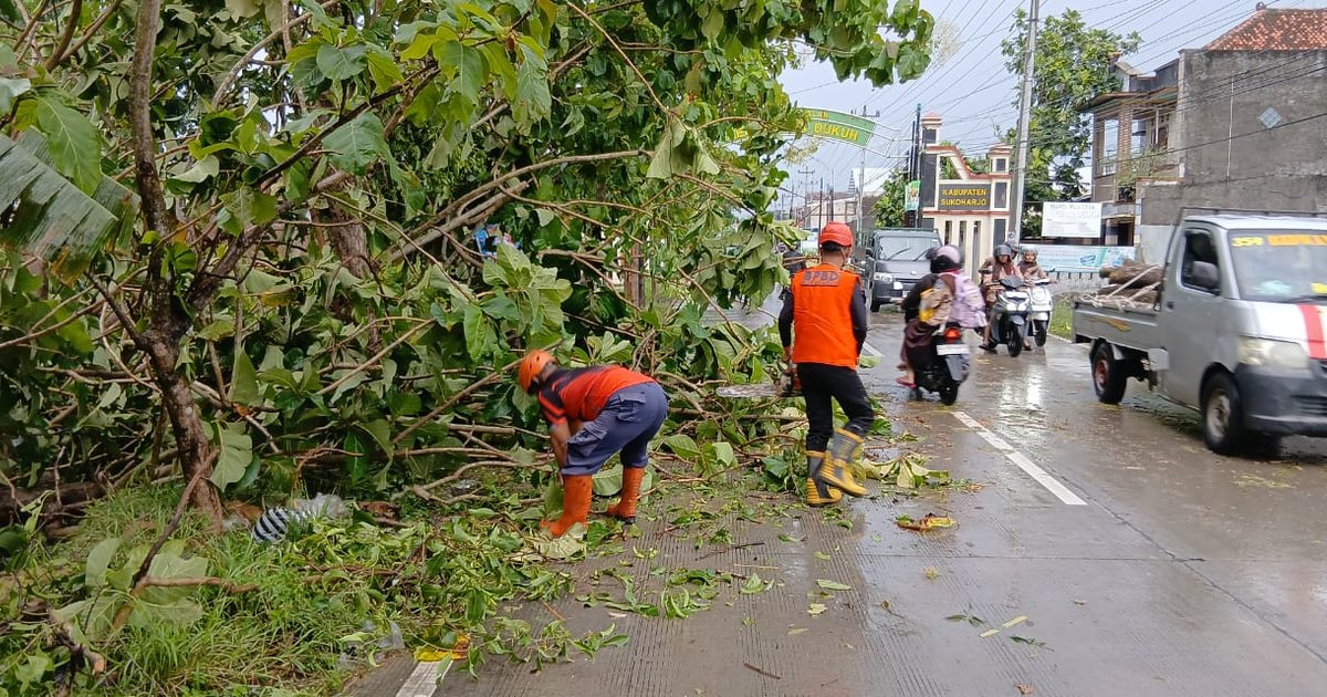 Hujan dan Angin Kencang, Puluhan Pohon di Solo Tumbang, Timpa Kendaraan ...