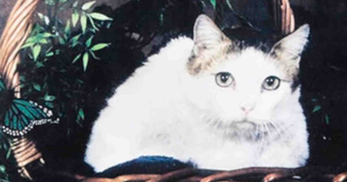 Kucing Tertua di Dunia Pernah Hidup Selama 38 Tahun, Tiga Kali Lipat ...