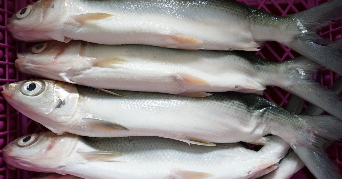 Bolehkah Asam Urat Makan Ikan Bandeng? Ini Penjelasan Lengkapnya ...