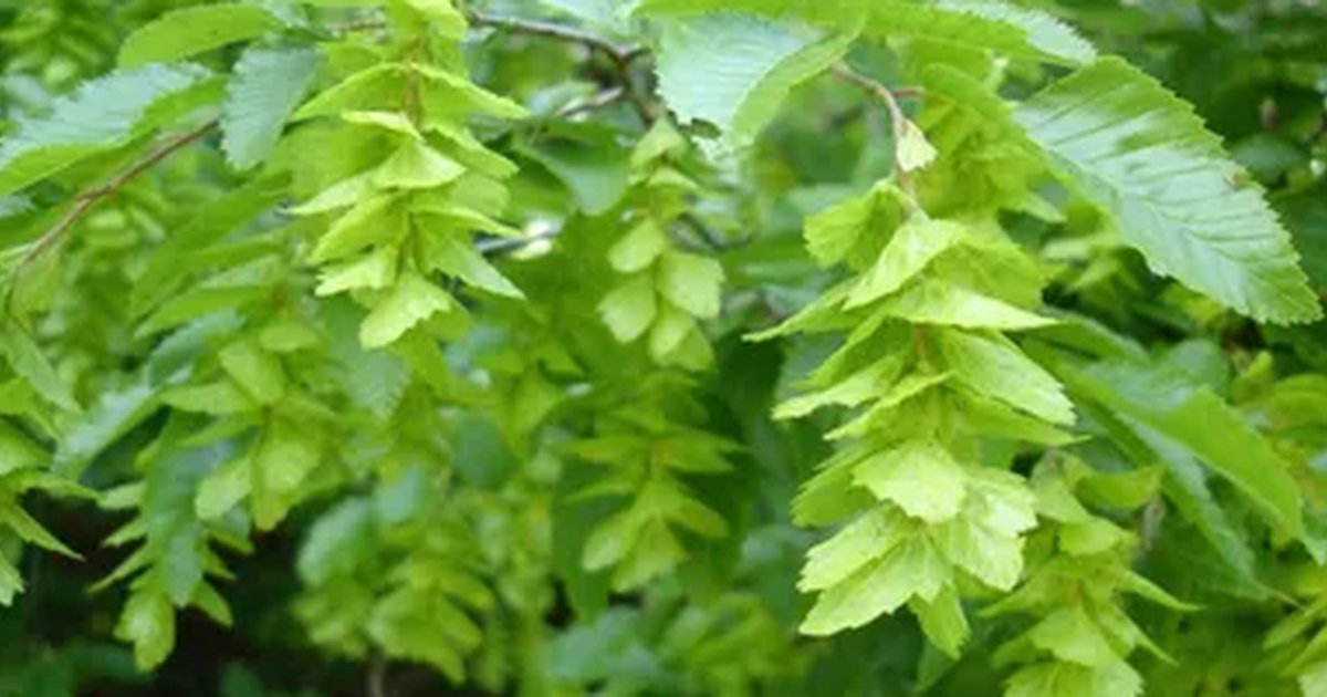 Tanaman Akar Kucing: Herbal Alami untuk Kesehatan Tubuh - merdeka.com