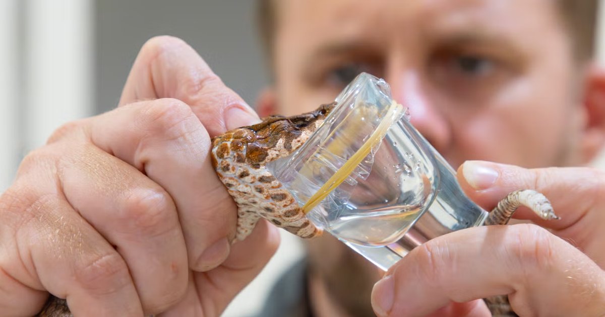 Cara yang Benar dan Ampuh Setelah Digigit Ular Berbisa, Jangan Lakukan ...