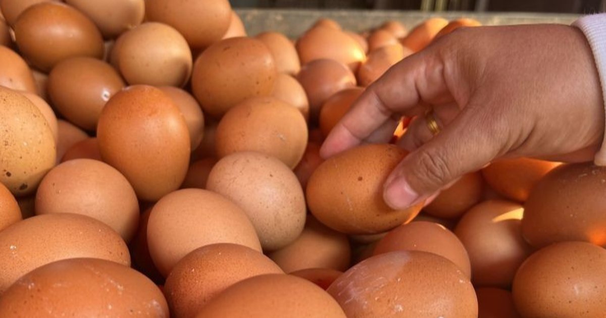 Produksi Telur Indonesia Melimpah di Tengah Fenomena Eggflation di ...