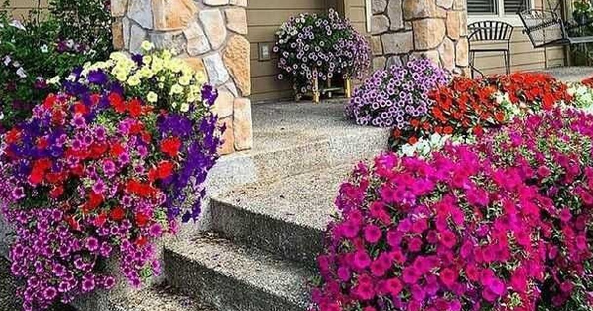 8 Bunga Gampang Ditanam di Taman, Tanpa Ribet! - merdeka.com