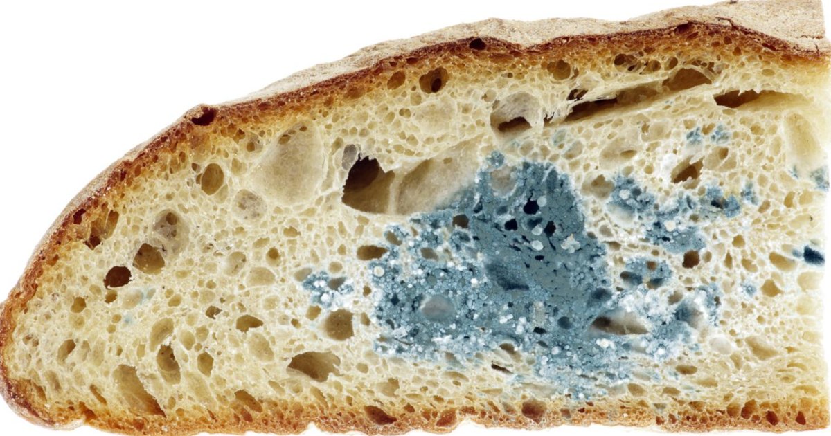 Roti Berjamur, Dimakan atau Dibuang? Ini Tips Menyimpannya agar Tidak ...