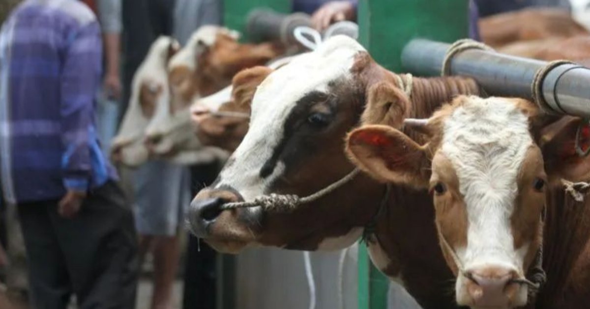 Ingin Kurban Idul Adha? ini Daftar Harga Kambing & Sapi Terbaru 2025 di Pulau Jawa - merdeka.com