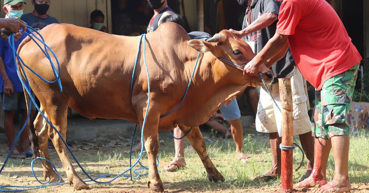 Mau Kurban Sapi Tahun Ini? Simak Dulu Jenis, Harga, dan Daging yang Paling Menguntungkan ...