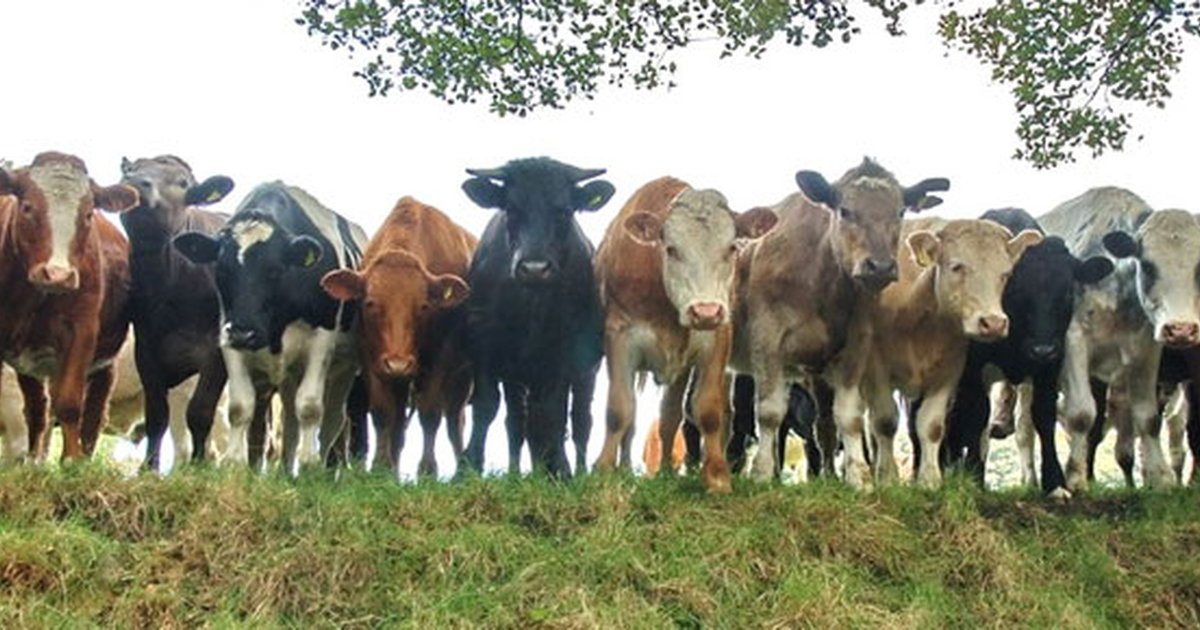 Ini Sapi Pernah Sandang Predikat Paling Berat di Indonesia, Pernah ...