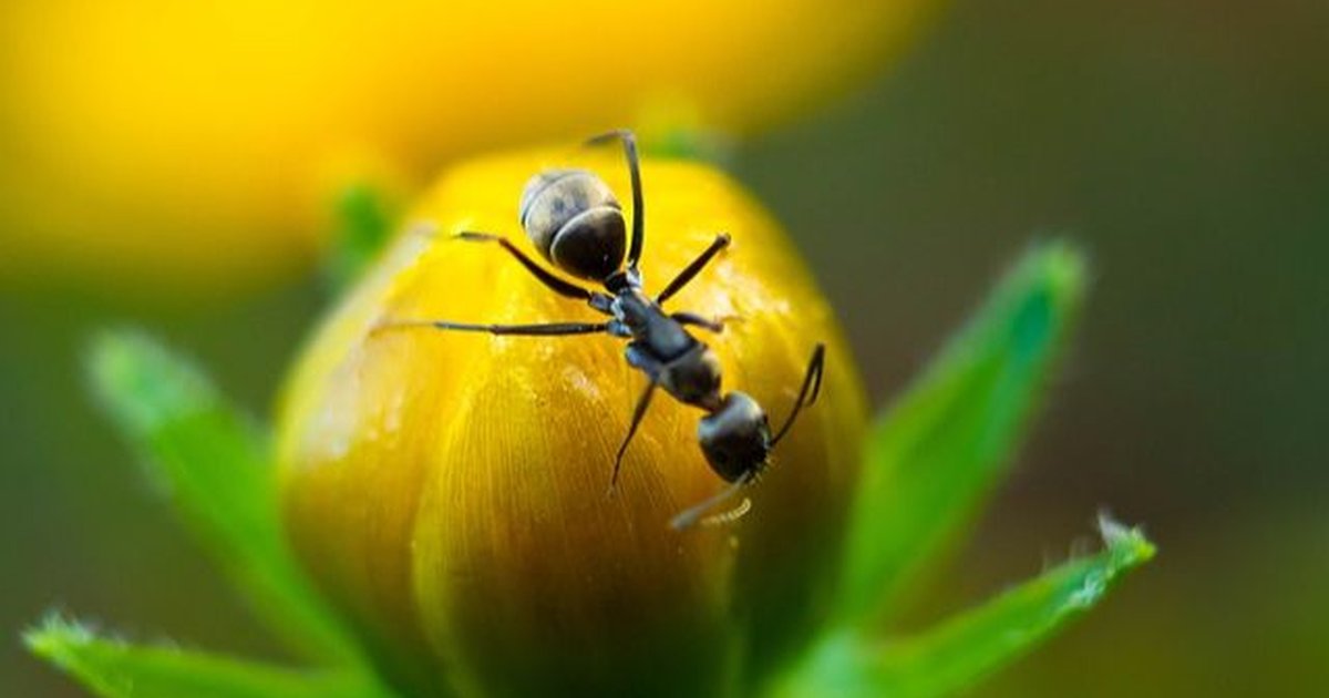 Cara Mengusir Semut Hitam Efektif, Gunakan Bedak Bayi hingga Air Lemon ...