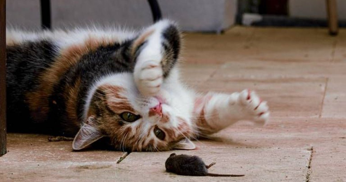 60 Nama Kucing Bahasa Korea, Unik dan Memiliki Makna yang Indah untuk ...