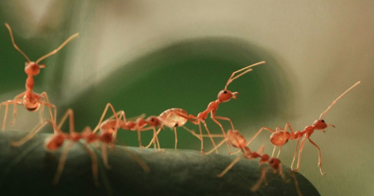 Penelitian Ungkap Canggihnya Dunia Medis Semut, Bak Manusia Lakukan ...