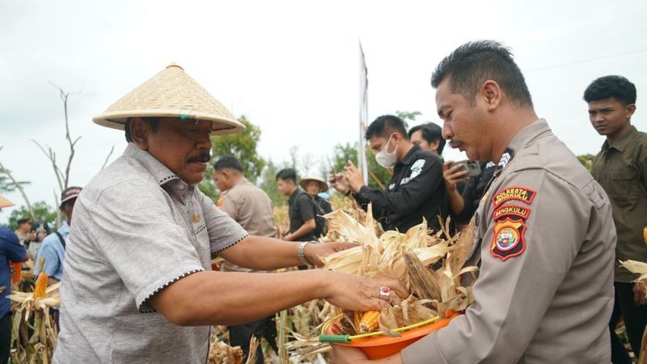 Ketahanan Pangan Bengkulu: Panen Jagung Serentak 2026 Wujudkan ...