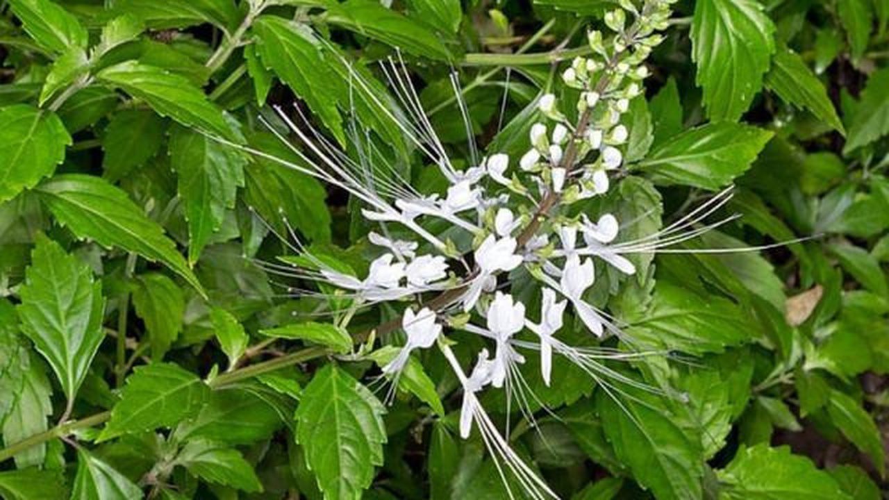 Khasiat Daun Kumis Kucing Enggak Main-Main, Tanaman Herbal Efektif ...