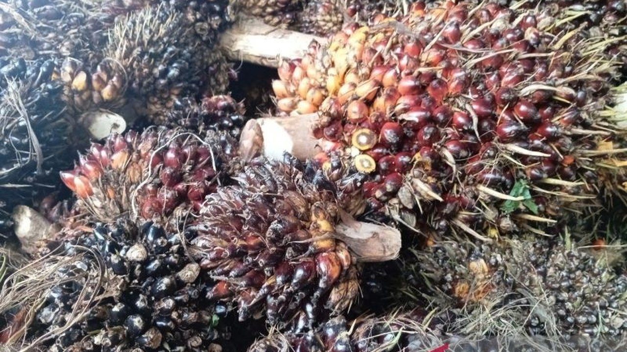 Harga Sawit Kaltim Turun di Awal 2026: Petani Diminta Bermitra untuk ...