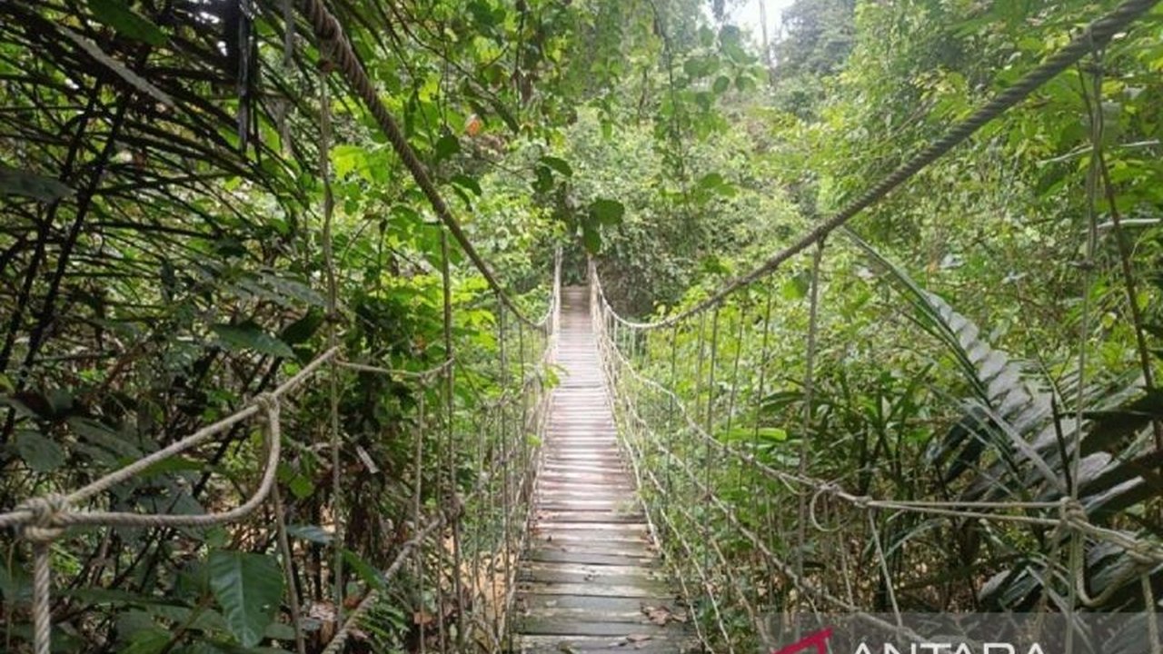 Kaltim Pertahankan 62 Persen Tutupan Hutan, Raih Apresiasi Dunia Lewat ...