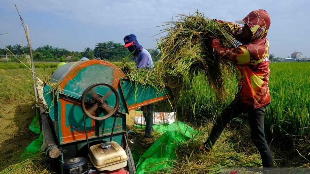 Panen Raya Padi 2026: Berkah Petani Berkat Kebijakan Pemerintah