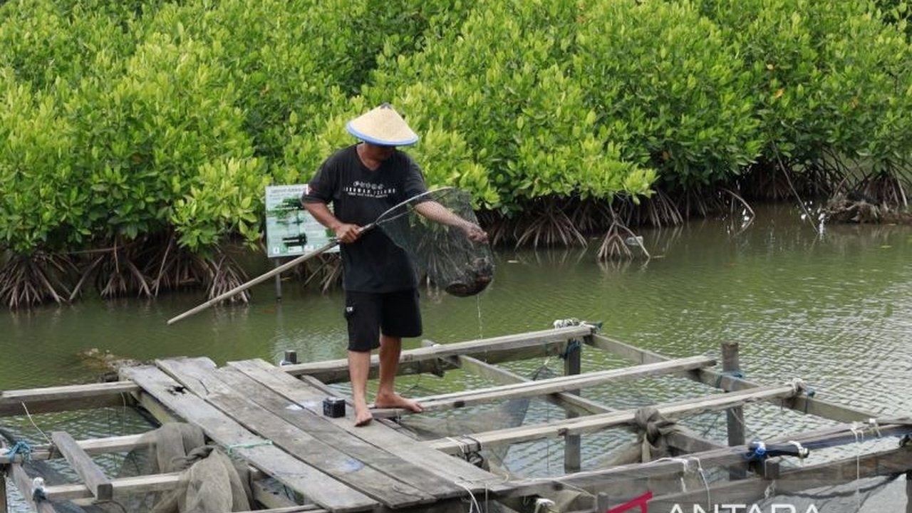 Pakar Unmul Gagas Sekolah Lapang untuk Jaga Iklim Pesisir Kaltim dan ...