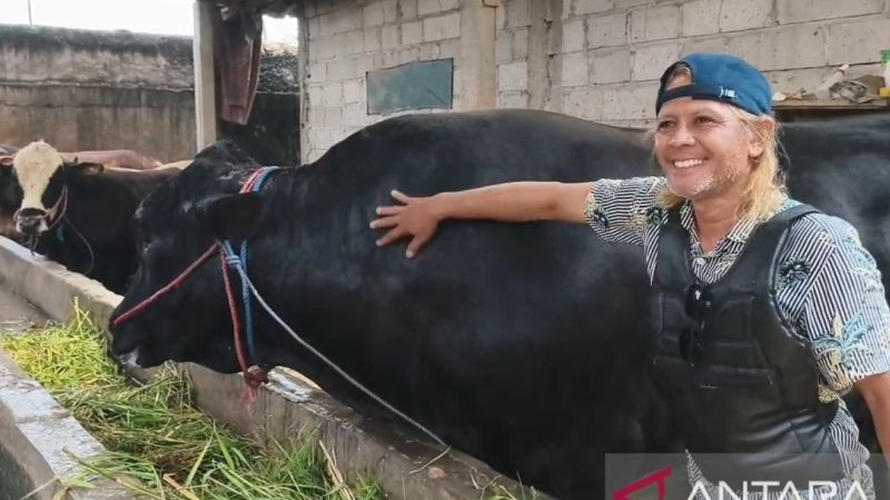 Sapi Brangus 1,15 Ton Asal Tangerang Jadi Pilihan Presiden Prabowo ...