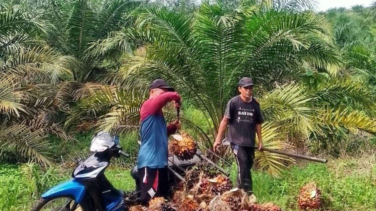 Apkasindo Dharmasraya Desak Tinjau Ulang Potongan Sortasi TBS Sawit 7 ...
