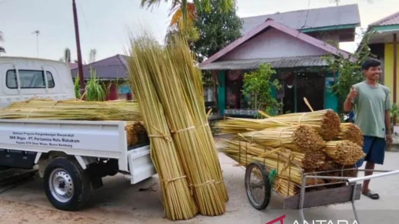 Ekspor Lidi Nipah Kaltim Tembus Pasar India, Petani Hutan Raup Ratusan Juta