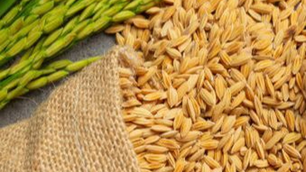 Cita Rasa Unik Berondong Gabah Ketan Jombang, Komposisi Bahan Alami ...