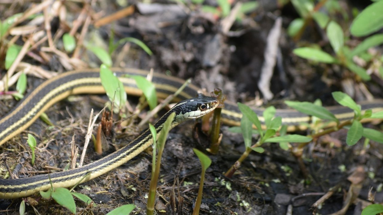 Ketahui Sederet Fakta Unik Ular Cicak Belang yang Dianggap Mirip dengan ...