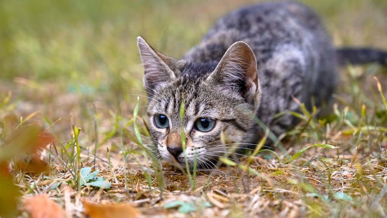 Berapa Lama Kucing Hidup? 7 Faktor yang Mempengaruhi Usia Kucing Anda