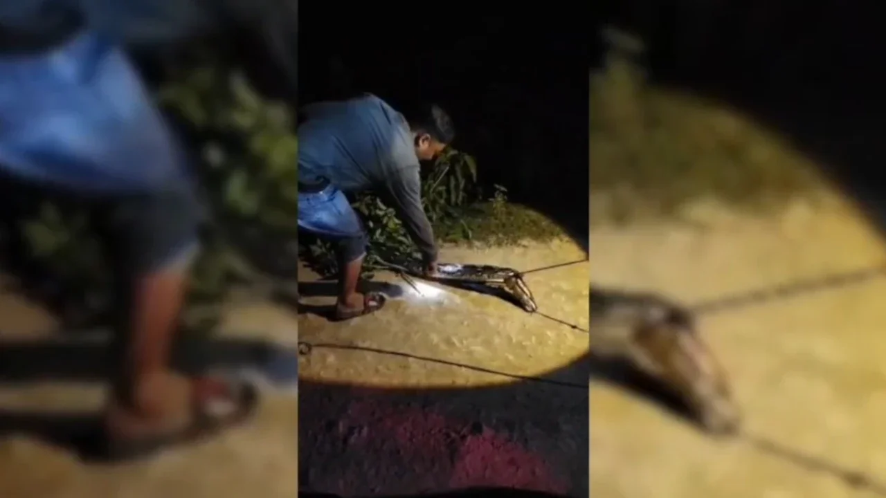 Perempuan di Maros Nyaris Meninggal Usai Dililit Ular Piton 7 Meter