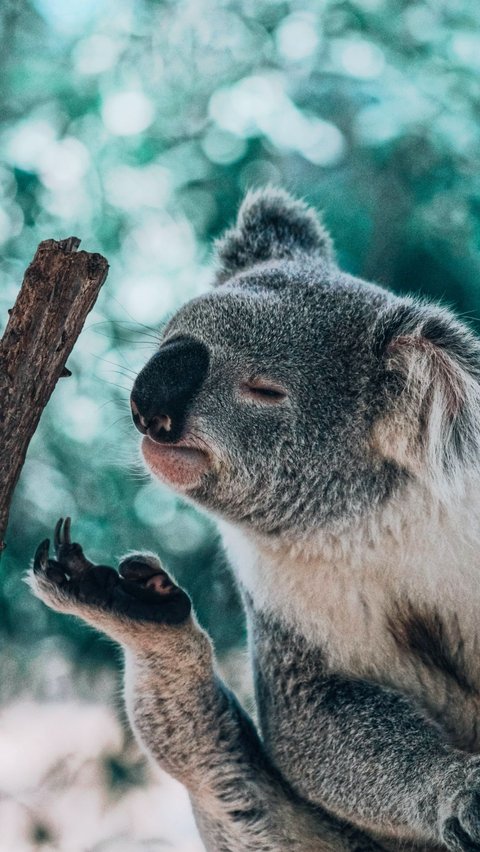 Koala Magic: 10 Amazing Facts That Will Leave You in Awe | trstdly ...