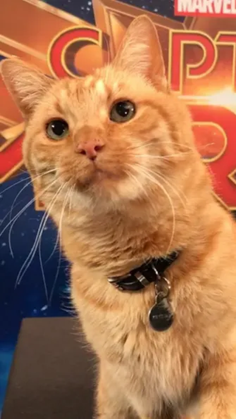 Here's the Unique Fact of Orange Cat Goose in The Marvels | trstdly ...
