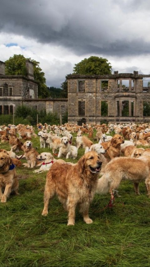 Super Cute! 488 Golden Retrievers Gathered For A Convention! | trstdly ... Super Cute! 488 Golden Retrievers Gathered For A Convention! | trstdly ...