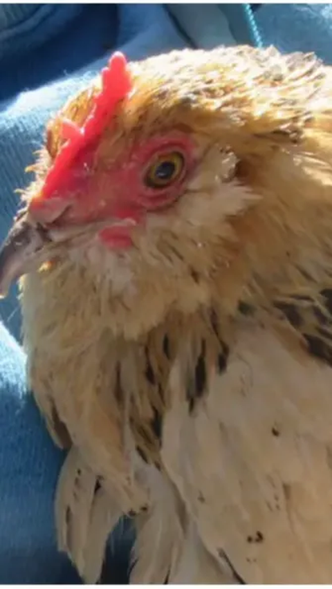 The World’S Oldest Chicken Is 21-Year-Old Peanut – MUCMV