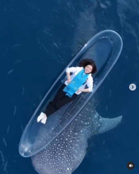 Momen Seru Veronica Tan Pose Bareng Hiu Paus Sherly di Gorontalo 'Saya ...