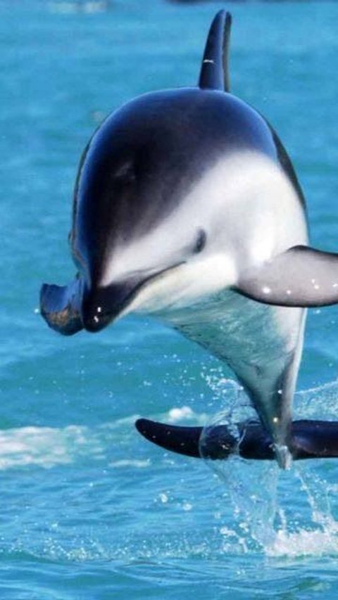 5 Unique Dolphin's Types You Probably Don't Know | trstdly: trusted ...